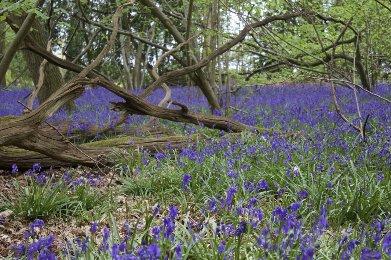 A Walk Among the Bluebells – Tales of adventure