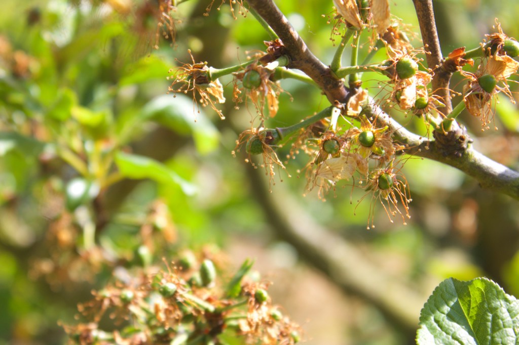 Hanami: A Taste of Japan in the Heart of Kent – Tales of adventure
