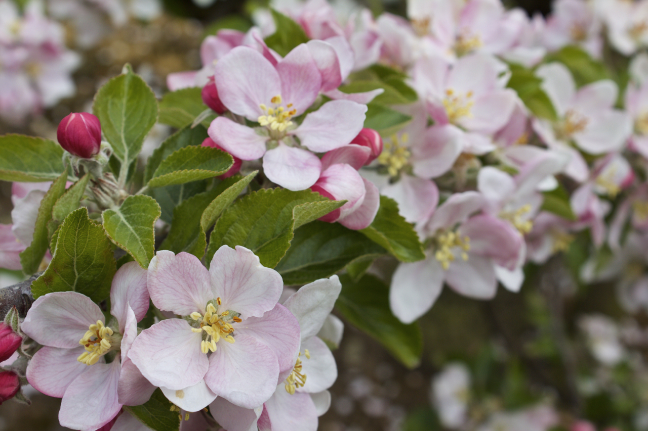 Hanami: A Taste of Japan in the Heart of Kent – Tales of adventure