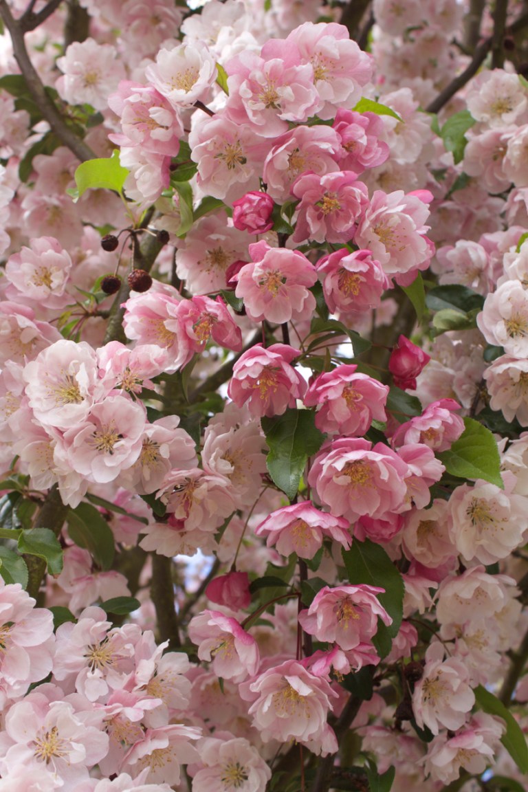 Hanami: A Taste of Japan in the Heart of Kent – Tales of adventure